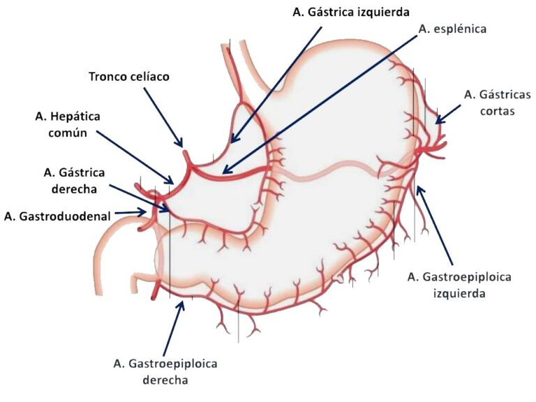 ¿Cuáles son las arterias del estómago? – Homo medicus