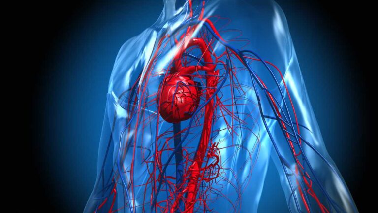 ¿Cómo es la circulación de la sangre en el organismo humano? – Homo medicus