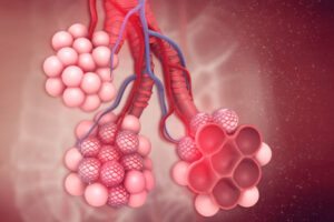 ¿Cómo es la estructura del alvéolo? – Homo medicus
