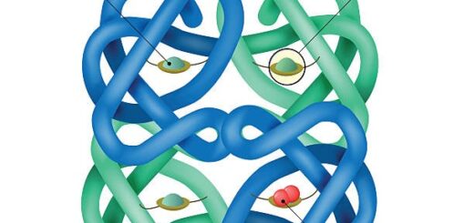 ¿Qué es la termogenina? - Bioquímica - Homo medicus