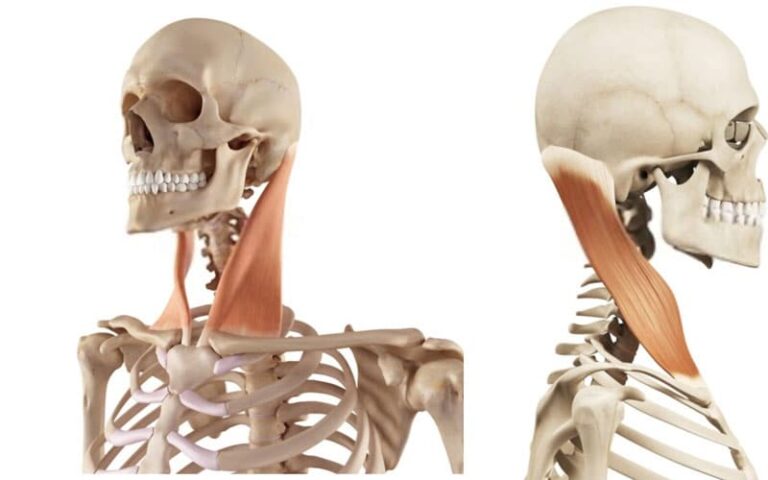 Anatomía del músculo esternocleidomastoideo – Homo medicus