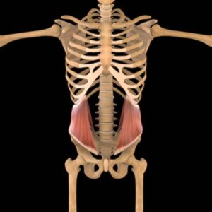¿Cuál es el músculo cuadrado lumbar? – Homo medicus