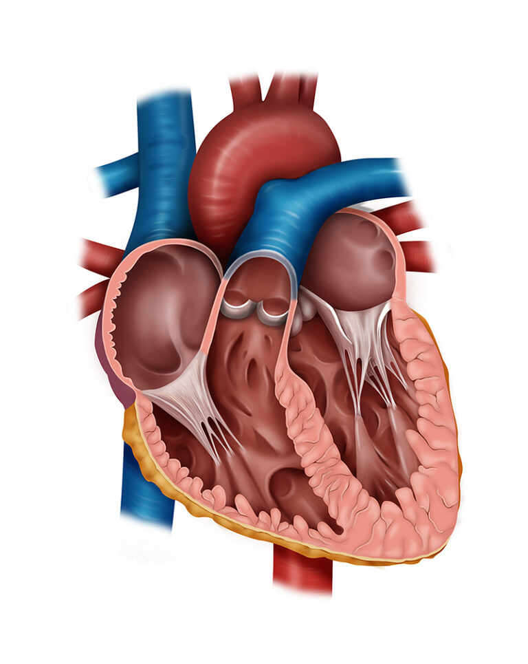 Anatomía del tabique del corazón – Homo medicus