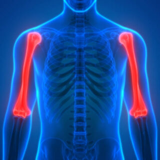 Húmero: Anatomía descriptiva – Homo medicus