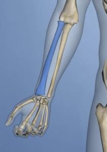 Anatomía descriptiva del radio – Homo medicus