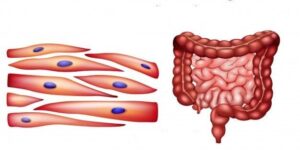 ¿Qué causa la contracción del músculo liso gastrointestinal? – Homo medicus