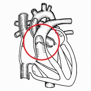 ¿Cómo es la válvula pulmonar? – Homo medicus