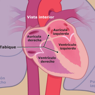 Base, ápex y surcos del corazón - Homo medicus