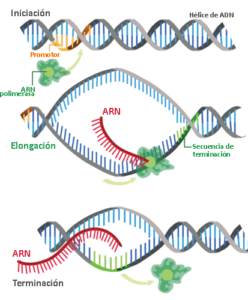 ¿Cómo se realiza la transcripción de los genes? – Homo medicus