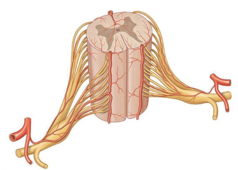 ¿Cómo está vascularizada la médula espinal? – Homo medicus