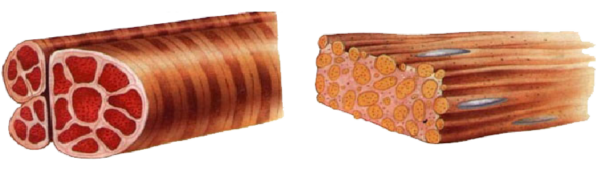 Comparación en la contracción de músculo liso y esquelético