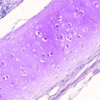 ¿Qué moléculas forman la matriz del cartílago hialino? – Homo medicus