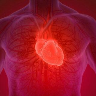 ¿Cómo se regula el bombeo del corazón? - Homo medicus