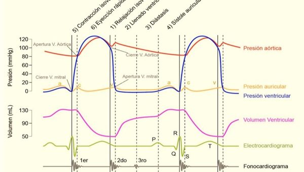 ruidos cardiacos - Homo medicus