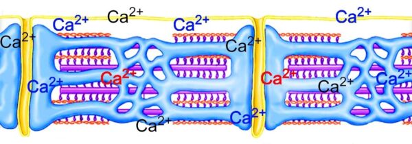 ¿Qué es el acoplamiento excitación – contracción?