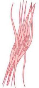 Estímulos para la contracción del músculo liso multiunitario – Homo medicus