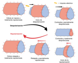 Despolarización y repolarización de las células cardiacas – Homo medicus