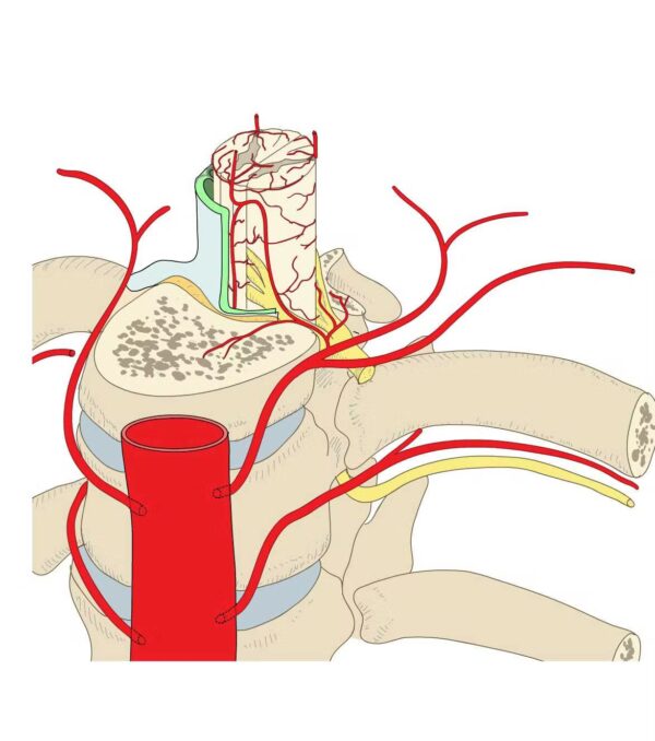 ¿Qué son las arterias espinales? – Homo medicus