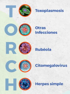 ¿Qué significa el acrónimo TORCH? – Homo medicus