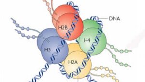 ¿Qué son las histonas? – Homo medicus