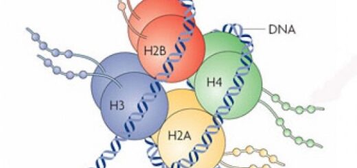 ¿Cuáles son las principales secuencias de ADN no codificante? – Homo ...