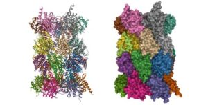 ¿Qué son los proteosomas? – Homo medicus