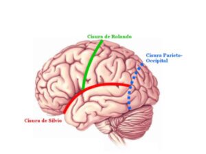 ¿Cómo es la cara superolateral de los hemisferios cerebrales? – Homo ...