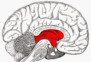 Tálamo: ¿Cuál es su función? – Homo medicus
