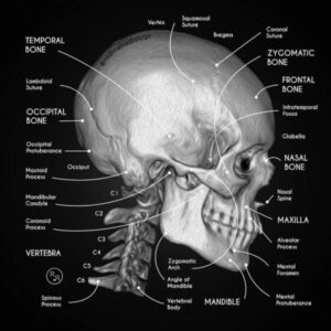 ¿Qué es la anatomía radiológica? – Homo medicus