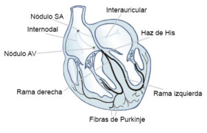 ¿Cuál es la función del haz de His? – Homo medicus