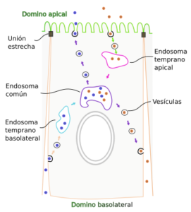¿Qué es la transcitosis? – Homo medicus