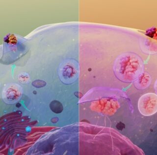 ¿Qué son las cavéolas? - Biología celular - Homo medicus