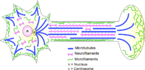 ¿Cual es la función de los neurofilamentos? – Homo medicus