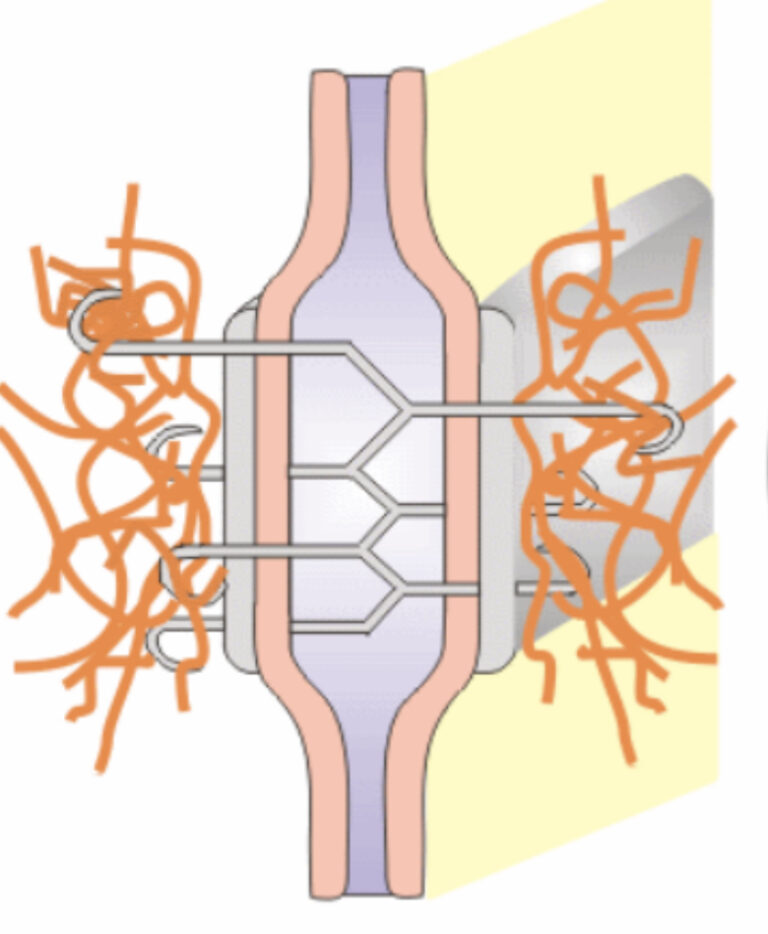 ¿Qué son las uniones de anclaje? – Homo medicus
