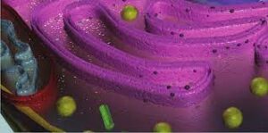 Síntesis de proteínas en los ribosomas del retículoendoplásmico – Homo ...