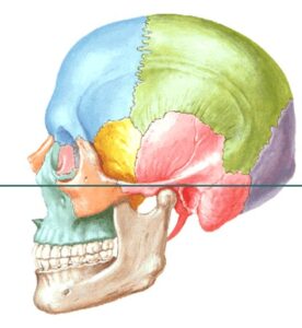 ¿Cuál es el plano horizontal del cráneo? – Homo medicus