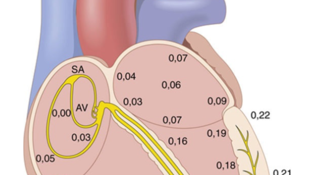 nódulo auriculoventricular - Homo medicus