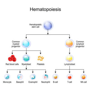 Células precursoras comprometidas – Homo medicus
