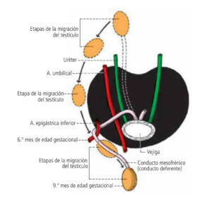 Migración del testículo - Homo medicus