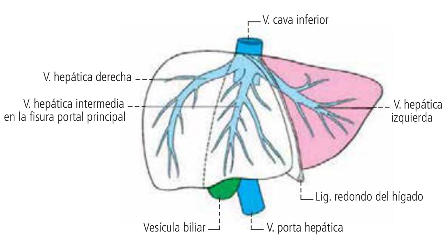 Sistematización de las venas hepáticas – Homo medicus