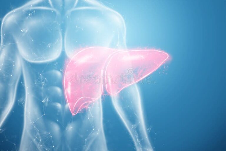 ¿Qué vitaminas se convierten y almacenan en el hígado? – Homo medicus