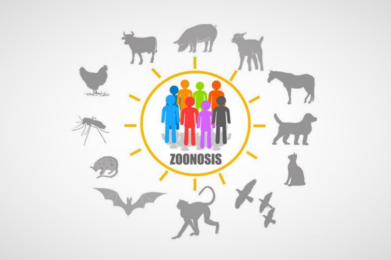 ¿Qué es una zoonosis? - Homo medicus