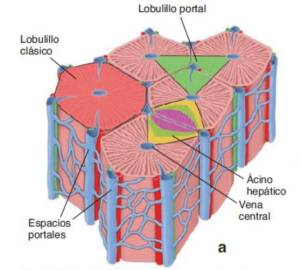 Unidad estructural y funcional del hígado – Homo medicus