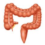 Configuración externa del colon – Homo medicus