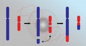 ¿Qué son las translocaciones cromosómicas? – Homo medicus