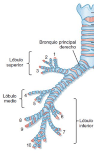 Anatomía del bronquio principal derecho – Homo medicus