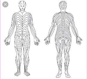¿Por que seguir las líneas de Langer durante una incisión? – Homo medicus